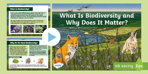 UKS2 What Is Biodiversity and Why Does It Matter?