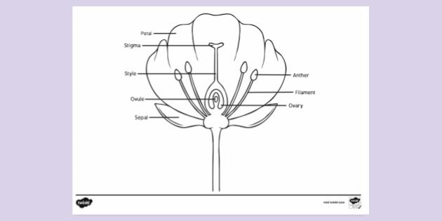 FREE! - Flower Structure Labelled Colouring | Colouring Sheet