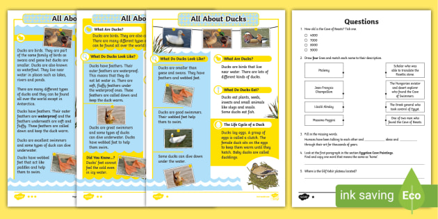 KS1 All About Ducks Differentiated Reading Comprehension Activity