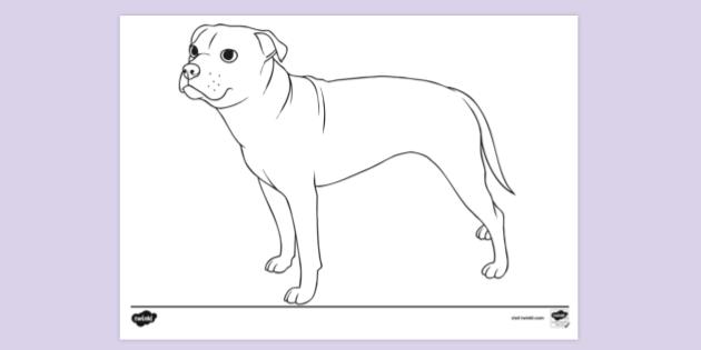 FREE! - Dog Staffy Bull Terrier Colouring Sheet | Colouring Sheets