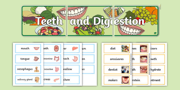 Teeth and Digestive System Display Pack – Twinkl