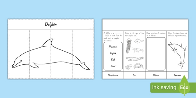 Dolphin Flap Book (teacher made)