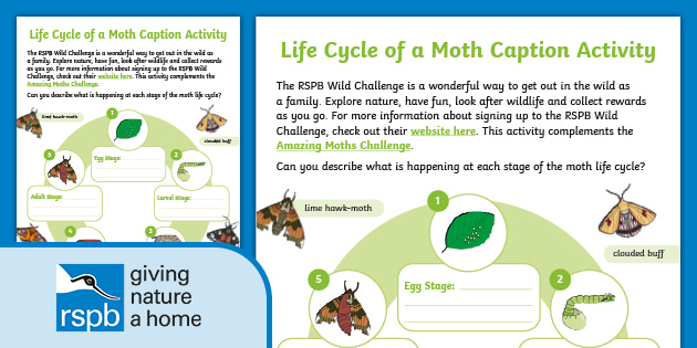 FREE! - Moth Life Cycle Activity | RSPB Nature Resources | Twinkl