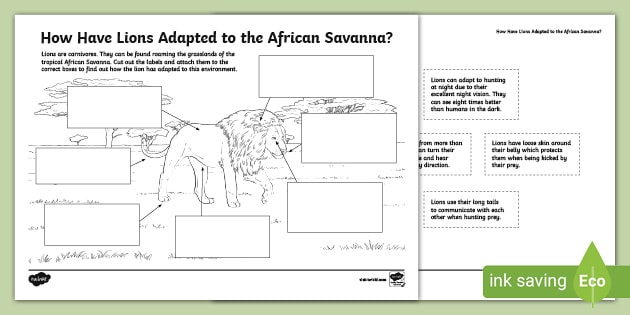 Lions in the African Savanna