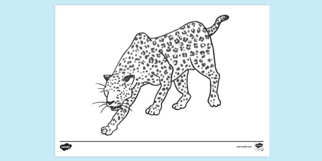 Leopard Facts for Kids - Twinkl Homework Help - Twinkl