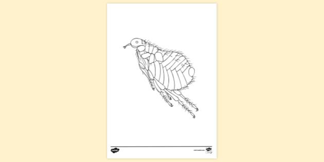 FREE! - Flea Colouring Sheet | Colouring Pages