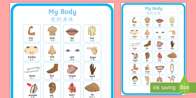 My Body Vocabulary Poster English Mandarin Chinese My Body Vocabulary