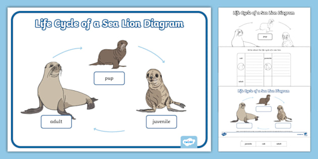 Lion Life Cycle Lion Farming And Canned Lion Hunting | END Trophy