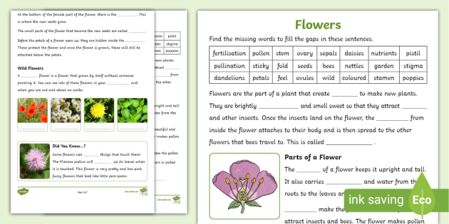 Flowers Fact File Cloze Activity (teacher made)
