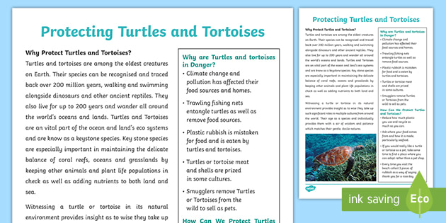 World Turtle Day For Older Students Fact Sheet