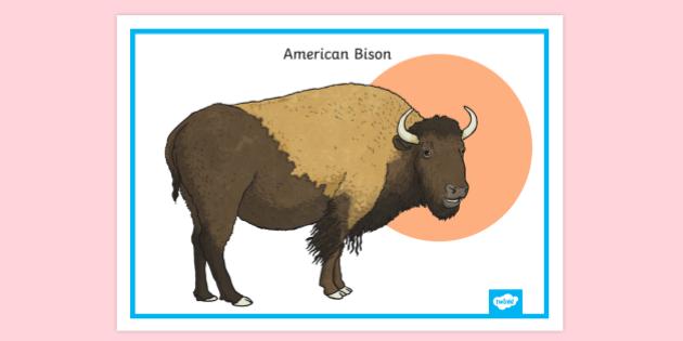 American Bison Poster | Classroom Display Posters | Twinkl