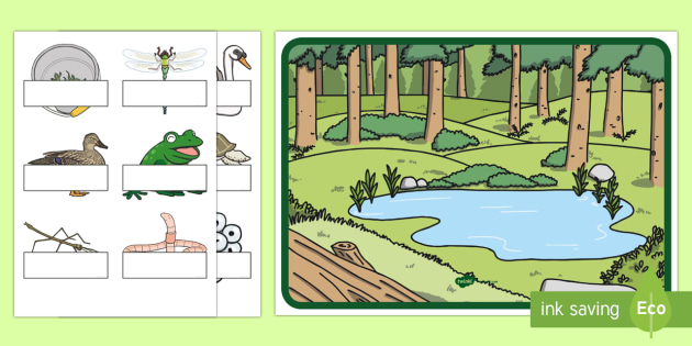 Pond Poster with Editable Labels (teacher made)