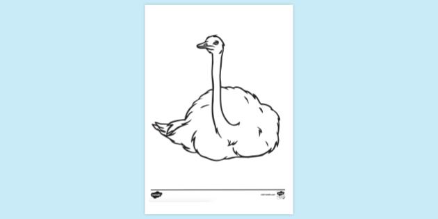 Ostrich Facts for Kids - Twinkl Homework Help - Twinkl