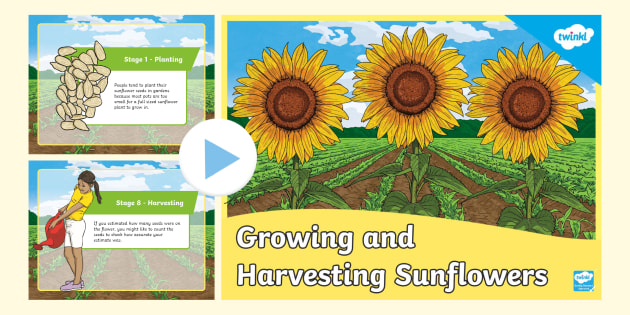 Growing and Harvesting Sunflowers Powerpoint (teacher made)