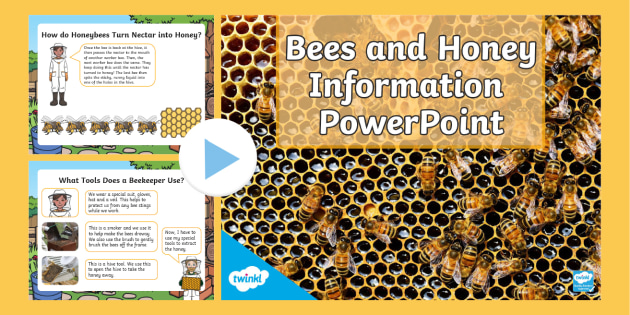 Bees and Honey Information PowerPoint (Teacher-Made)