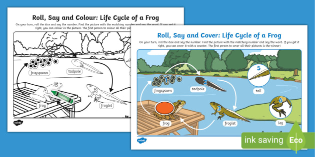 Roll and Say: Life Cycle of a Frog (teacher made)