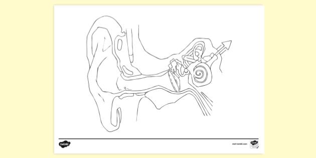 FREE! - Inside the Ear Colouring Sheet | Colouring Pages