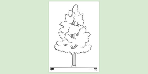 FREE! - Aspen Tree Colouring Sheet | EYFS & KS1 Colouring Pages