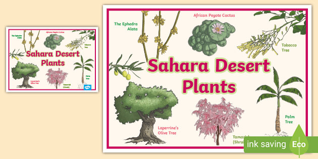 FREE! - Sahara Desert Plants Poster - KS1 (teacher made)