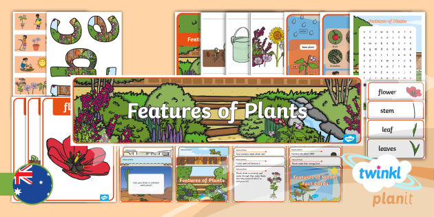 Year 1 Science Features of Plants Additional Resources