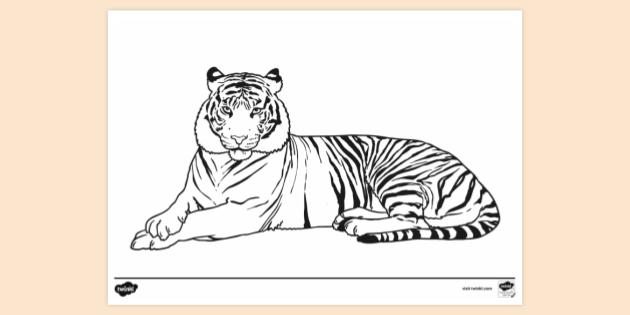 FREE! - Javan Tiger Colouring Sheet | Colouring Sheet