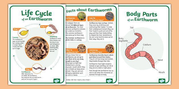 Earthworm Reproduction Cycle