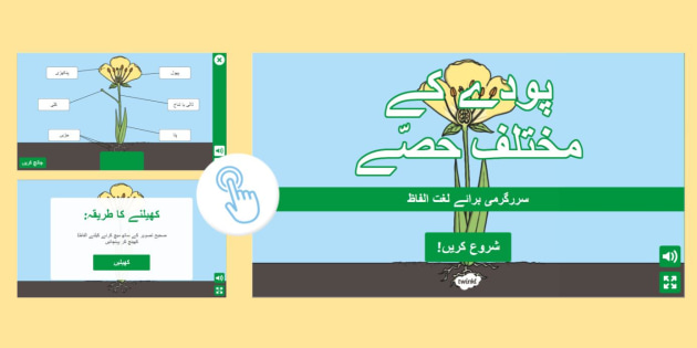 پودے کے مختلف حصّے - Parts of a plant in Urdu