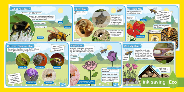 EYFS All About Bees Fact Files (teacher made)