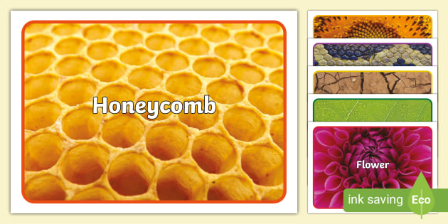 Patterns in Nature | twinkl.co.uk