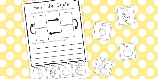 Hen Life Cycle Sentence Writing Worksheet / Worksheet