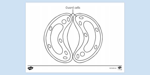FREE! - Guard Cells Colouring | Colouring Sheets
