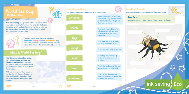 World Bee Day: All About Bees Activity Sheets (Ages 5 - 7)