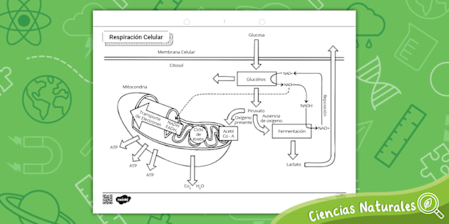 Hoja De Trabajo Con Diagrama De Fotosíntesis Y Respiración Celular