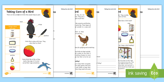 KS1 How to Look After a Bird Differentiated Reading Comprehension Activity