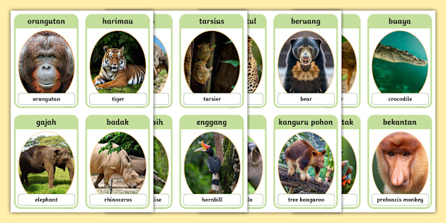 Indonesia Animals List The 10 Most Rare Animals You Can Only Find In