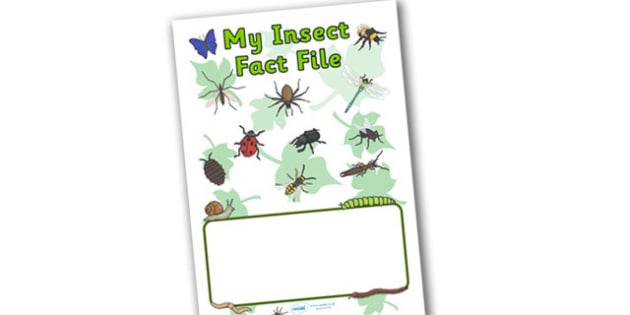 My Insect Fact File Book Cover