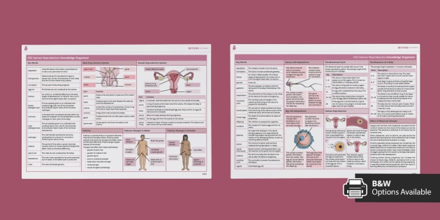 KS3 Reproduction: Human Reproduction Knowledge Organiser