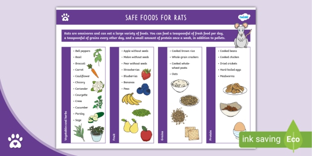 Safe Foods for Rats - List - Rat Care - Pet - Twinkl Pets