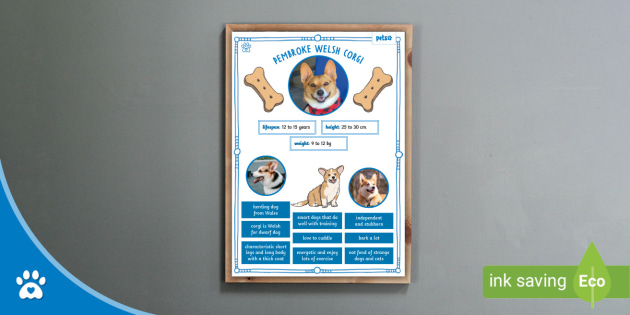 Corgi Breed Information Sheet - Corgis - Twinkl Pets