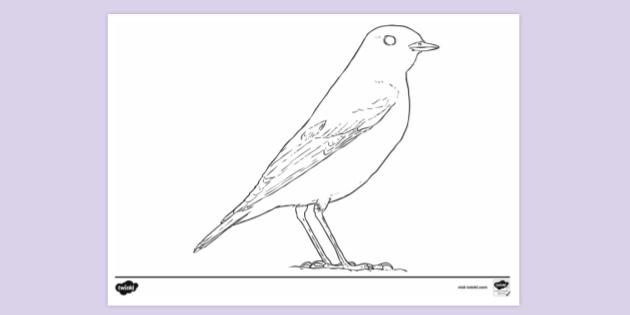 Wheatear Colouring Sheet | Colouring Sheets (Teacher-Made)