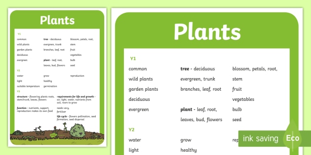 Year 1 to Year 3 Plants Scientific Vocabulary Progression Poster