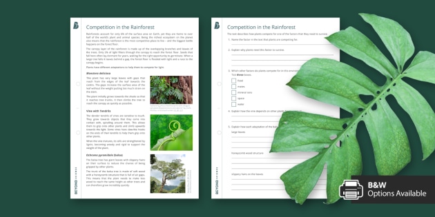 Competition in the Rainforest (teacher made)