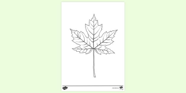 FREE! - Red Maple Leaf Colouring Sheet (teacher made)