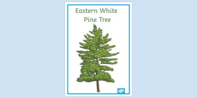 White Pine Tree Display Poster | Display Posters