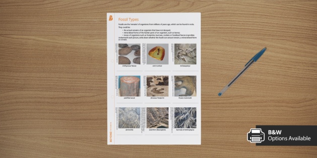 Types of Fossils Worksheet | GCSE Biology | Beyond Secondary