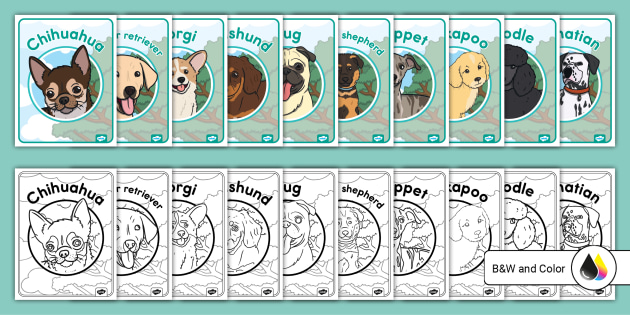 Types of Dogs Posters (teacher made)