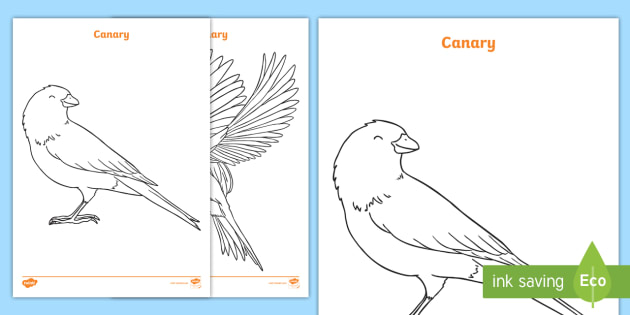 Canary Colouring Page