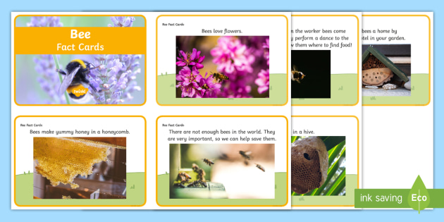 Bee Fact Cards | Early Years (EYLF) | All About Bees