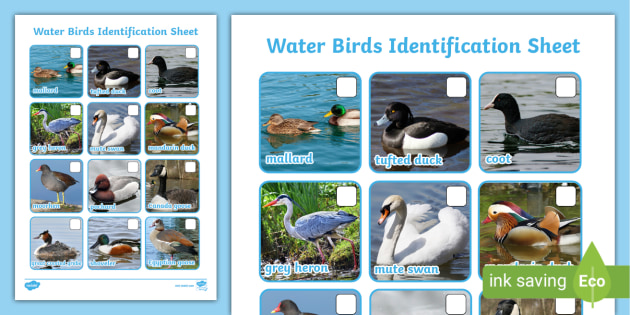 Water Birds Identification Sheet | Twinkl (teacher made)