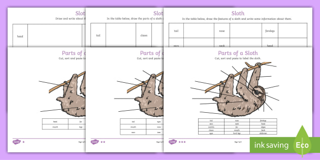 Parts of a Sloth Labelling Worksheet (teacher made)